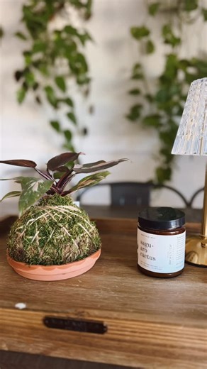 Your kokedama deserves better than a random shelf. One of the most common questions I get: “How do I display my kokedama?” Here’s the secret: ✔ shallow dish or tray ✔ natural textures (wood, ceramic, glass) ✔ indirect light ✔ space to be admired When styled intentionally, kokedamas become living decor—not just plants. 💾 Save this for styling inspiration 🌿 Follow for more kokedama care design tips #kokedama #HouseplantClub #PlantDecor #PlantStyling #UrbanJungle | Wright in the Garden