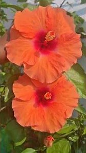 hibiscus plants growing n repotting tips#terracegardeningideas#hybridhibiscus#pruninng#flowers#organ