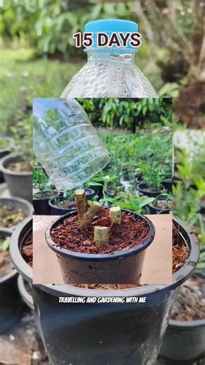 From Stick to Plant in 15 Days 😍 | Gardening Result | @Travelling and Gardening with Me