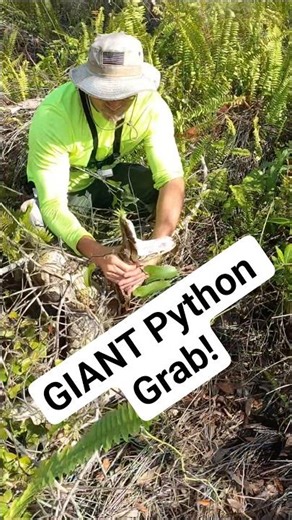 17ft Python Grab! #python #snake #shorts #wildlife #nature #dangerous #herping #outdoors #catch