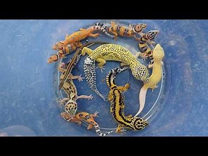 I am hunting for lizards in the wild, I found a beautiful gecko, cute gecko and beautiful lizards