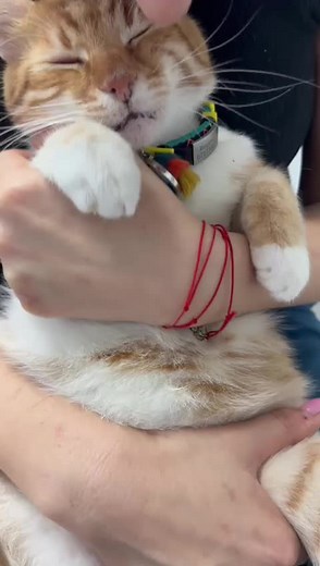 Videoclipuri postate de Noemi Valeria (@chuckypuppet) cu original sound - Noemi Valeria