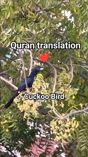 Quran translation 💕 #shorts #quran