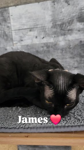 James ❤️ black solid male - ready to go 🖤 #devonsamour #devonrexbreeder #devonrexbaby #devonrexmontreal #devonrexquebec #devonrexcanada #devonrexusa#devonrex #availabledevonrex #blackcat #babykitten#devonrexkittens | Devons Amour