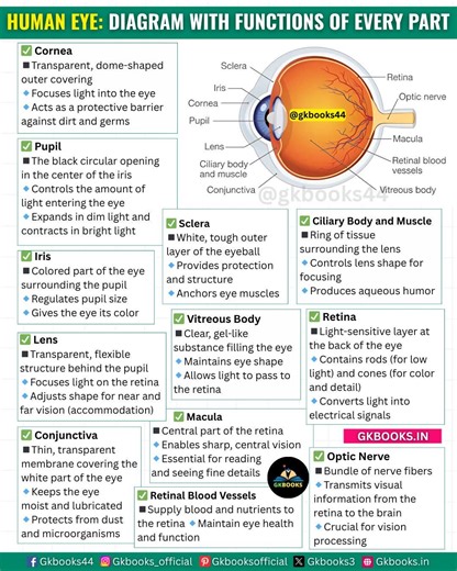 Ever wondered how your eyes really work? Explore the human eye anatomy with labeled parts and their functions — from the cornea to the optic nerve! #QuickRevision #EyeFacts #GKBooks #HumanEye #EyeAnatomy #BiologyInfographic #ScienceFacts #CompetitiveExams #NEETBiology #UPSCScience #SSCPreparation #GeneralScience #GKBooks | InfoPic Notes
