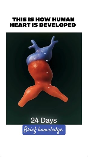 How the Human Heart Develops Before Birth | Heart Development in Embryo | Amazing Process