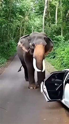 जैसे ही कार रुकी… जंगल ने अपना असली रूप दिखा दिया 😨