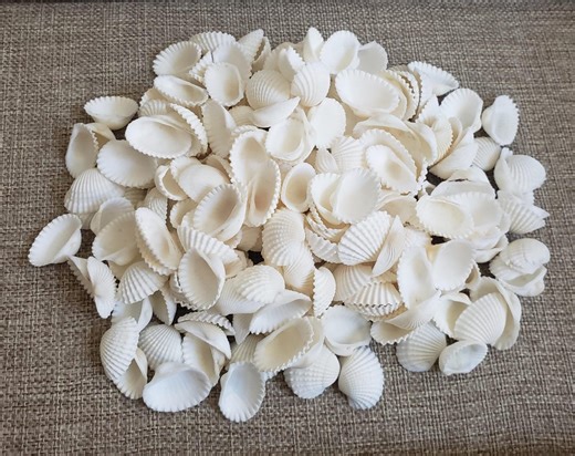 Tiny White Seashells for Craft Projects, Coastal Beach Craft Supplies, Beach Decor Shells, Little White Clam Shells, Nautical, 150 Pc - Etsy
