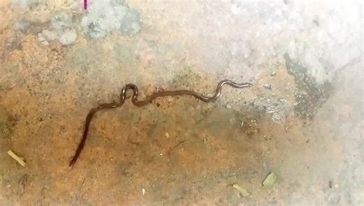 How blind snakes move: Concertina, Rectilinear, and Serpentine locomotion | Tayaba Khan posted on the topic | LinkedIn