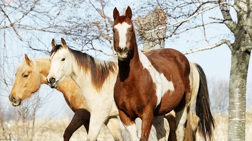 Horse Breeds: Types, Traits, And Uses