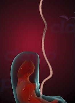 Amazing Fetus & Placenta ( 3D Animation )