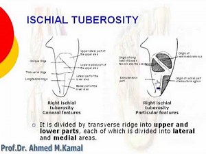 Ischium 3 Ischial tuberosity