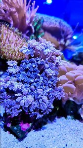 can you help ID this mystery soft coral ?