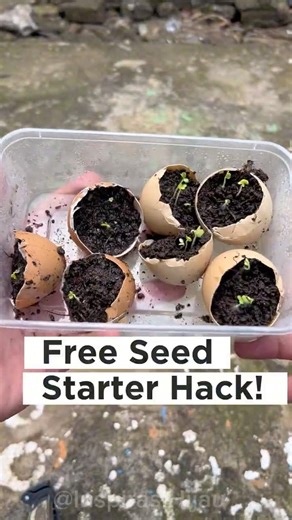 Start Seeds in Eggshells 🌱 | Easy & Eco-Friendly Seed Starter