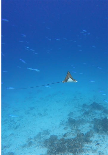 The Impact of Bottom Trawling on Ocean Life