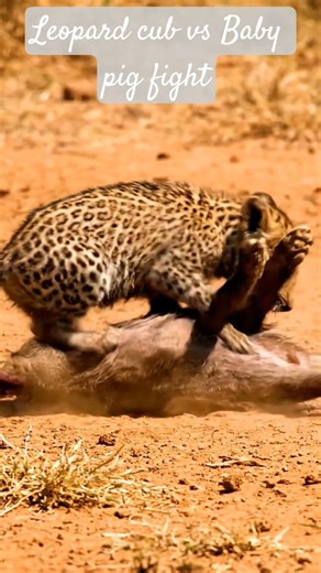 Leopard cub vs baby pig fight part 1#wildlife #jimcorbettwildlifeandnatureview #viral #leopard