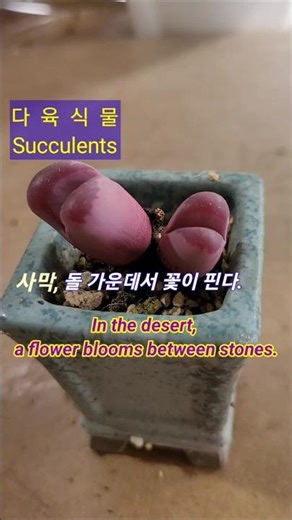 살아남기 위한 위장전술!(Camouflage to survive!) #다육 루브라(Rubra) | Green & Life