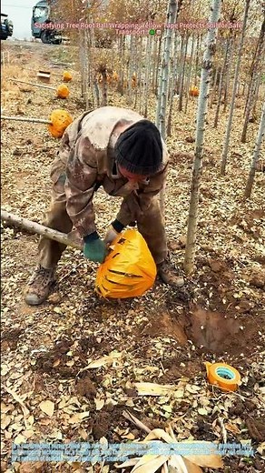 Satisfying Tree Root Ball Wrapping: Yellow Tape Protects Soil for Safe Transport! 🌳📦
