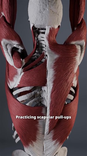 The scapular pull-up is a great step toward restoring healthy strength in the back and shoulder muscles. For most of us, the scapular region is not mapped well enough by the nervous system, resulting in underutilization of the surrounding muscles and overcompensation from other parts of the body. Practicing scapular pull-ups builds the desired strength based on mobility and, in the process, helps the nervous system create a more precise neural map of the area. This improved brain-body connection