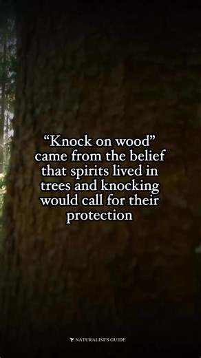 Did you know, “knock on wood” came from the belief that spirits lived in trees and knocking was a way to ask for their protection. #DidYouKnow #knockonwood | Naturalist's Guide