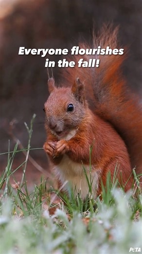 15K views · 558 reactions | This fall, see animals as the unique, inquisitive, & curious beings they are 癩 | PETA (People for the Ethical Treatment of Animals) | Facebook