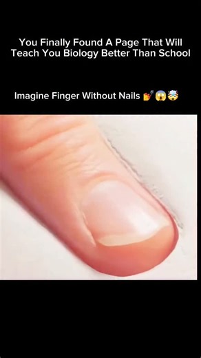Explaining Biology on Instagram: "Imagine a finger without a nail 🤯 It’s not just about looks — the nail is doing serious work every day. 🛡 Protection: Nails act like a shield. Without them, the soft tissue at your fingertip is exposed to constant pressure, cuts, and pain. ✋ Grip & Control: Nails give resistance when you pinch or pick up tiny objects. Without them, holding coins, peeling stickers, or opening packets becomes frustrating. 🧠 Sensory Balance: Fingertips are packed with nerves. Na
