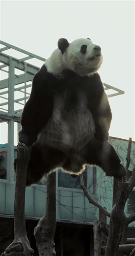 #MengLan is unbeatable! Just watch Meng Lan does the split! See how he’d climb top and hold it there. #panda #animals | T-Time HK