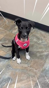 Still no apps for ten week old Pointer-mix puppies, Ellena and Eddie. Their little bro, Buddy, was snapped up pretty quickly but no interest in these two yet. Get your app in now!! Follow @loveandrescue Follow @loveandrescue Follow @loveandrescue | Love And Rescue