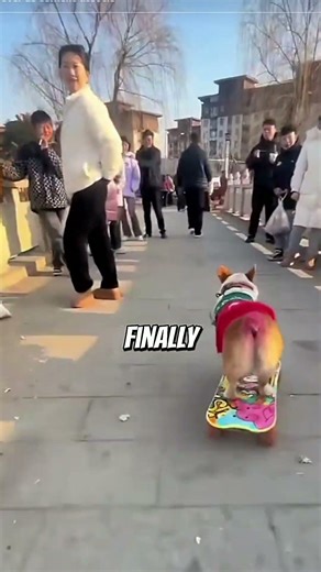 This Dog Did Something NOBODY Expected… The Crowd Was in Shock 😱🐶