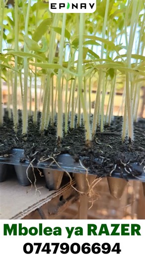 Matumizi ya Mbolea ya RAZER kutoka Epinav Husaidia Kurefusha Mizizi, Kwa Kurefusha Mizizi Husaidia mmea kujipatia chakula mbali zaidi tofauti na kawaida. Mbolea hii inapatikana Kwa mawakala Mbalimbali wa Epinav Wasiliana nasi Kwa simu namba 0747906694 | Epinav Agricultural Solutions