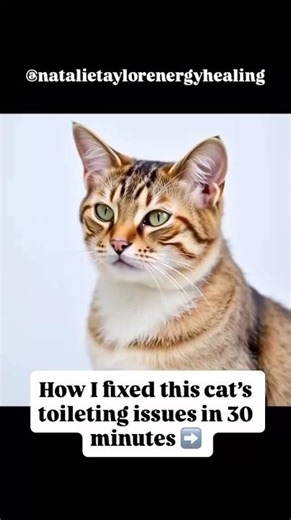How I fixed this cat’s toileting issues in 30 minutes ➡️