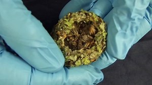 248K views · 44K reactions | We are delighted to share a video...