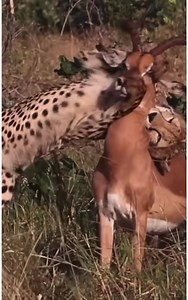 Impala VS Cheetah 🐆 part 4 | Gavin Gordon
