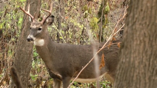 Half a Million Expected to Take Part in MN Firearms Deer Hunting Opener