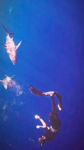 #shark #sharks #ocean #sharkweek #underwater #sharkdiving #savesharks #greatwhiteshark #fish #sharkconservation #sharklover #sharkattack | Shark King