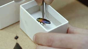 39K views · 200 reactions | Microsculpture - The Insect Portraits of Levon Biss | Design + Magazine | Facebook