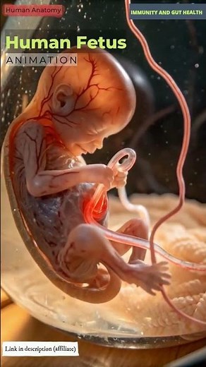 Fetus at 4 Weeks | Early Pregnancy Development Explained