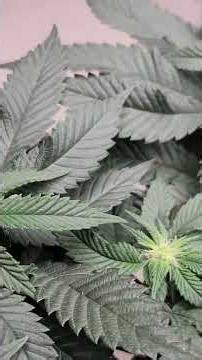 Ice Cream Sandwich #3 & 2 Papaya #cannabiscommunity #cultivation #marijuanagrowers