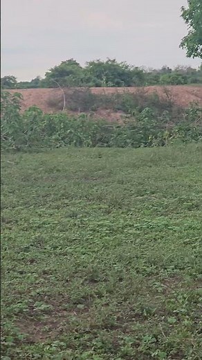 Meet the Red-Footed Tortoise: A Unique Forest Wanderer 🐢