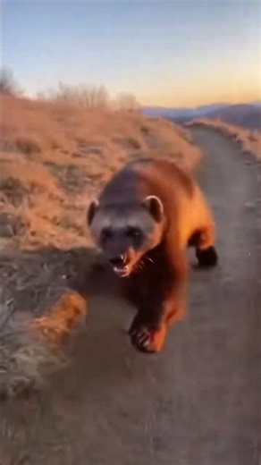 The most loyal friend you’ll ever see in the mountains 🦝🌲#wolverine #wildlife #animals