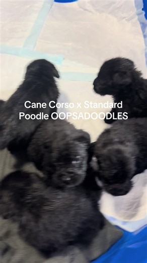 Cane Corso and Standard Poodle Mix: Oopsadoodles