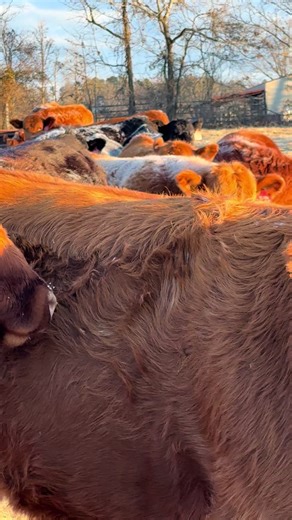 Understanding Replacement Heifers in Southern Missouri