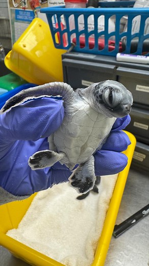 Welcome little ones! Four green sea turtle hatchlings were discovered alive in a nest excavation with @saveaturtleflkeys yesterday evening! Follow along as two were released to the ocean and two were checked into The Turtle Hospital for rehab. Thank you to all the volunteers at Save a Turtle for helping sea turtles survive! #babyturtles #seaturtlehospital #rescuerehabrelease #seaturtle #compassioniscontagious @turtlebette @thefloridakeys @saveaturtleflkeys | The Turtle Hospital