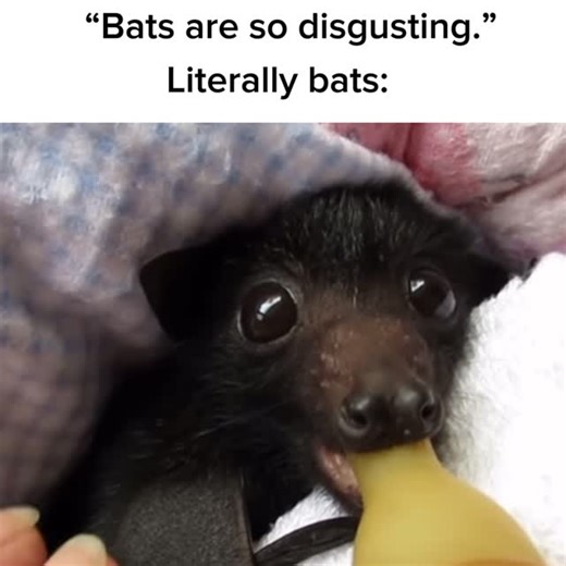 Bats Lover on Instagram: "Follow: @batsloveronly 🇺🇸 All credit are reserved for their respective Owners ! Credit or delete=> Message @batsloveronly #flughund #batconservation #batrescue #bats #ilovebats batsofinstagram fruitbat fruitbats notouchnorisk savethebats batschannel chiroptera batlovehoarybat batcare skypuppy savepabats batsqld batsarebeautiful mexicanfreetailedbats batpup savebats atxbats batfacts batsarenotpets fledermausschutz"