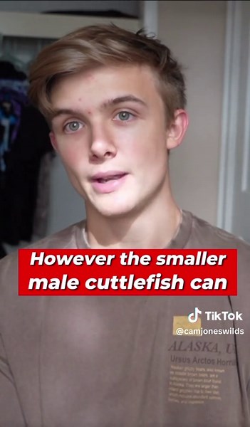 Giant Cuttlefish: Master of Disguise in Mating Rituals