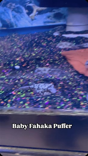 32 reactions | The Fahaka Puffer (Tetraodon lineatus) is a large,...