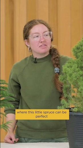 The Dwarf Alberta Spruce: Small Tree, Big Year-Round Impact