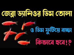 Zebra Danios breeding | জেব্রা ড্যানিওর প্রজনন ৷