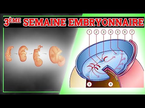3ème Semaine du Développement Embryonnaire | Embryologie Humaine