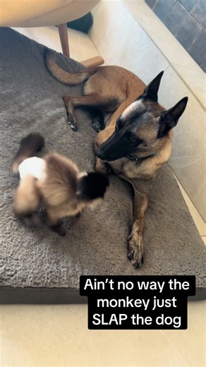 Monkey Slaps Dog: A Hilarious Encounter
